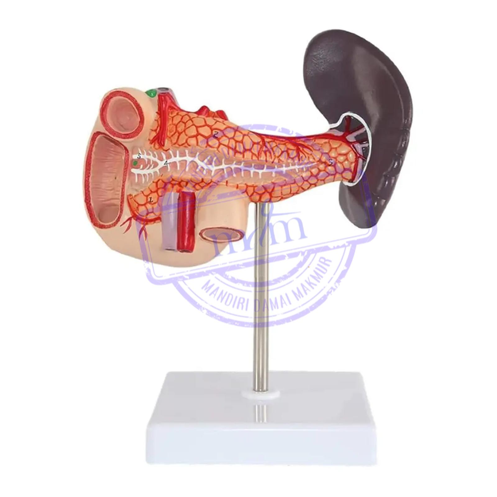 Alat Peraga Liver Hati Pankreas Manusia Digestive System Normal ...