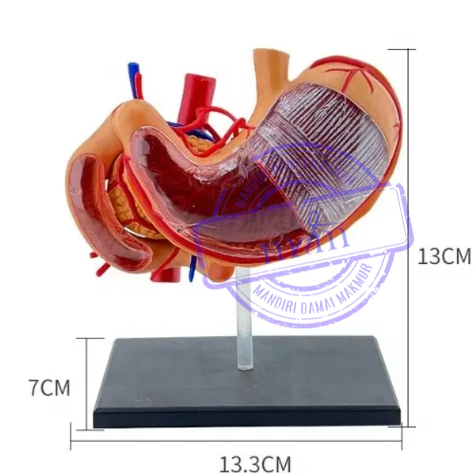 Alat Peraga Lambung Perut Medical Teaching Organ Model 4D | mandiri ...