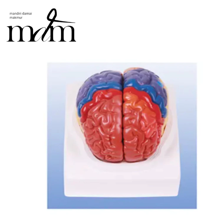 PVC Brain Model Cerebral Cortical Partition | mandiri-makmur.com