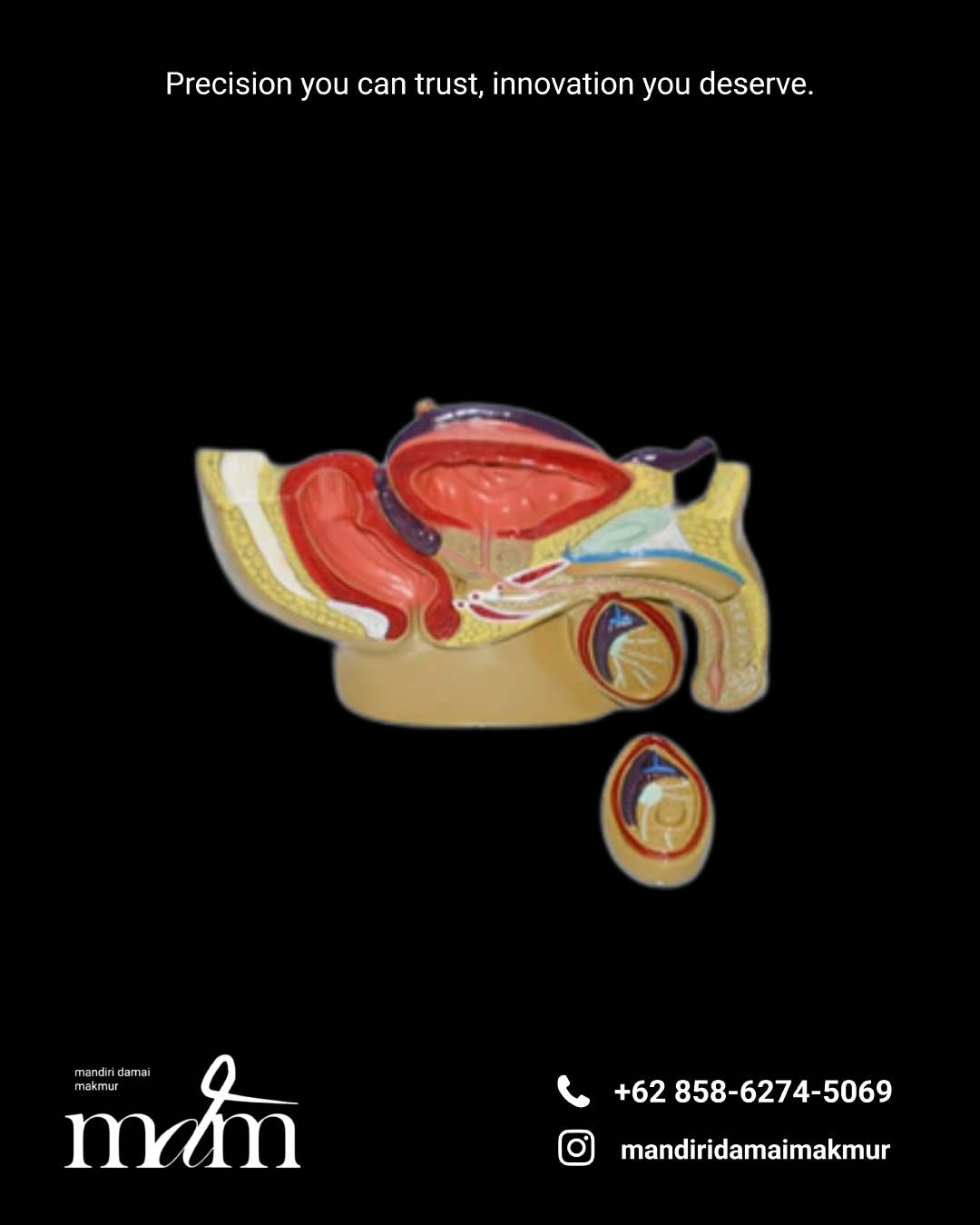 Male Pelvic Anatomical Display Man Inside and Outside Reproductive ...